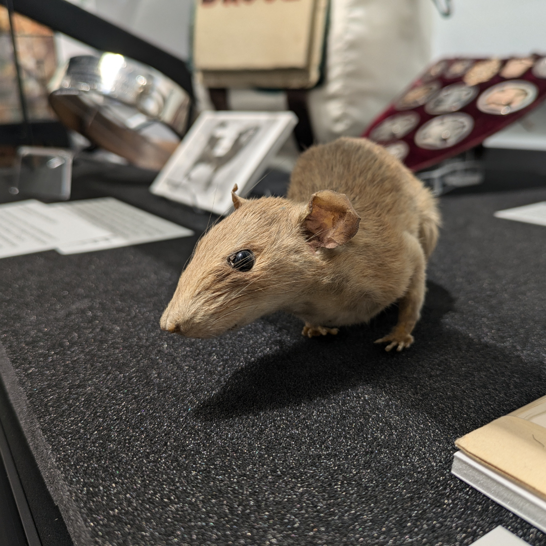 October 2024: Rat Week | Museum & Art Swindon